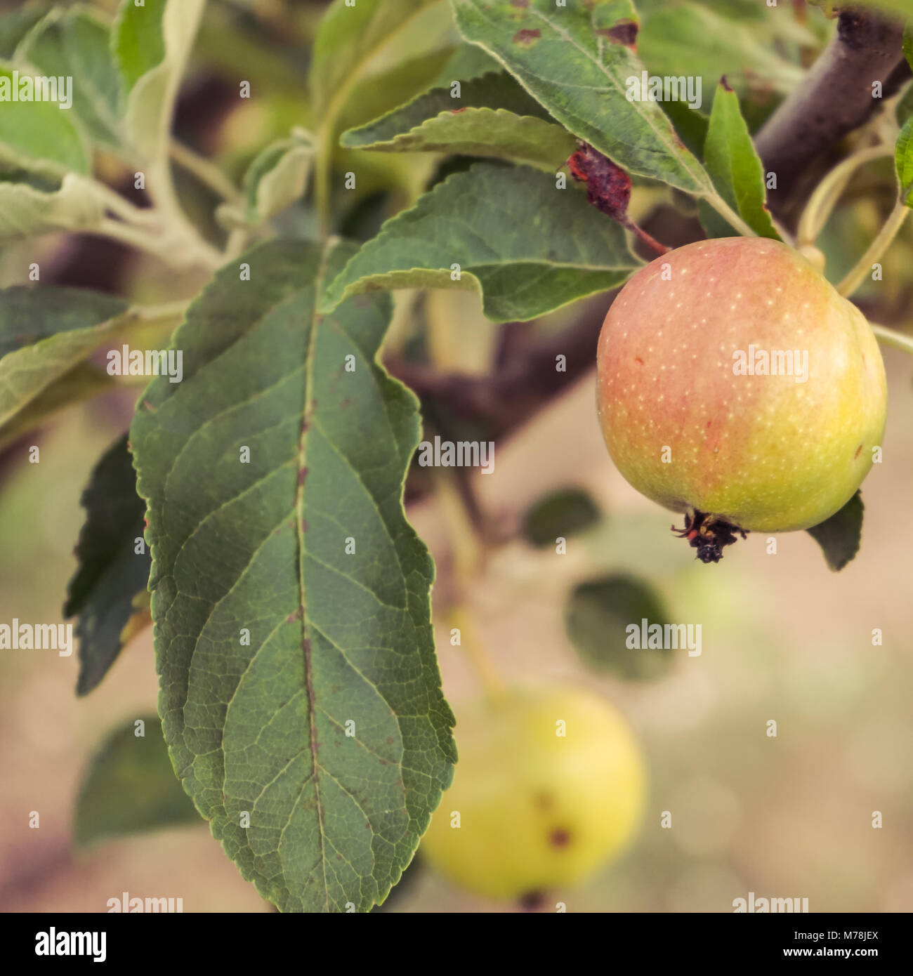 Two tone apple hi-res stock photography and images - Alamy