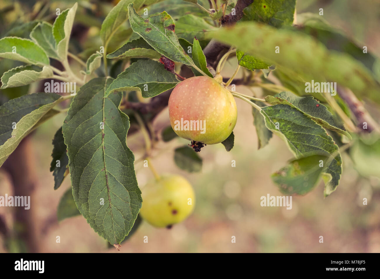 Two apples hang on the apple tree in the garden Stock Photo - Alamy