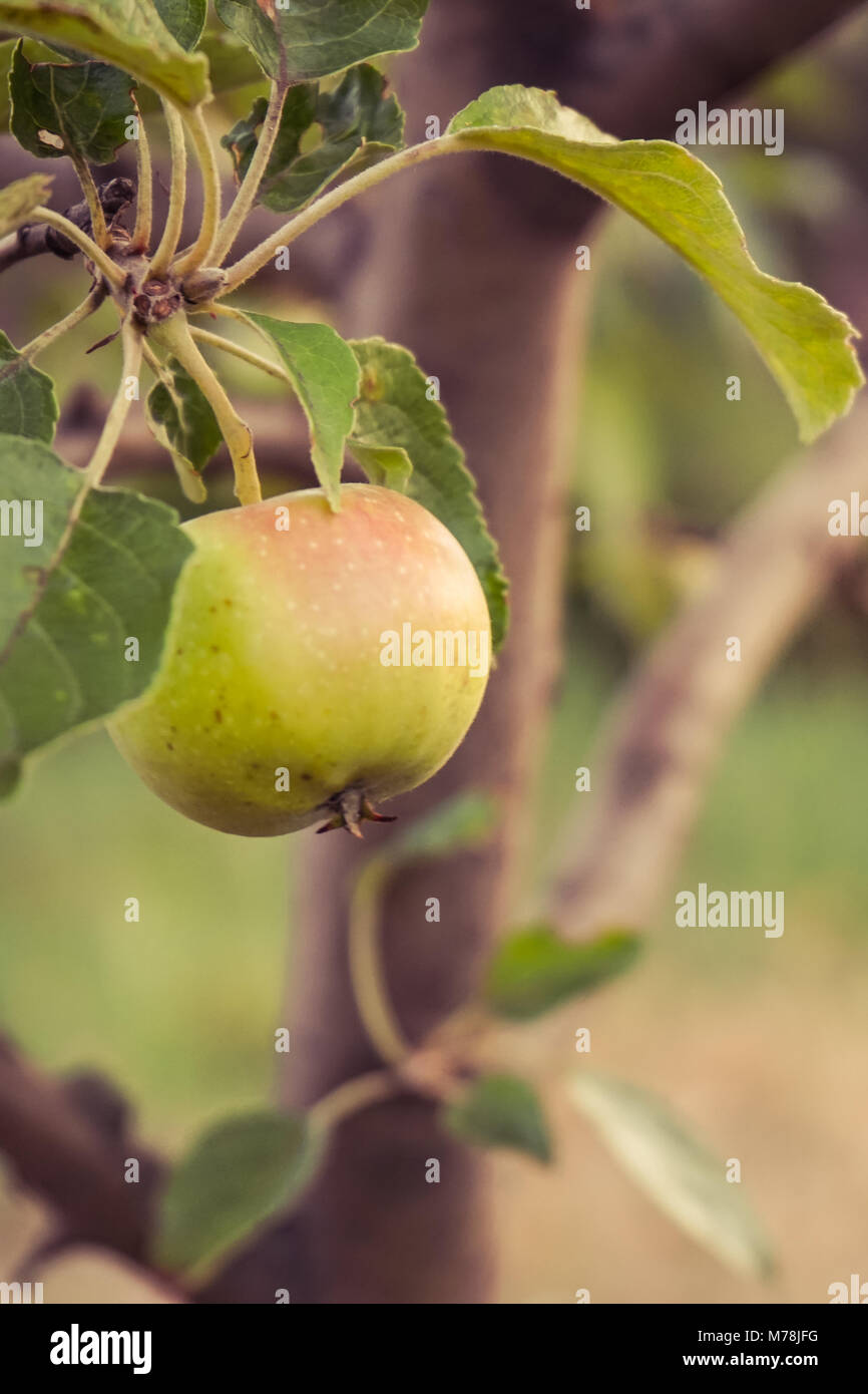 One apple hangs on an apple tree in the garden Stock Photo - Alamy