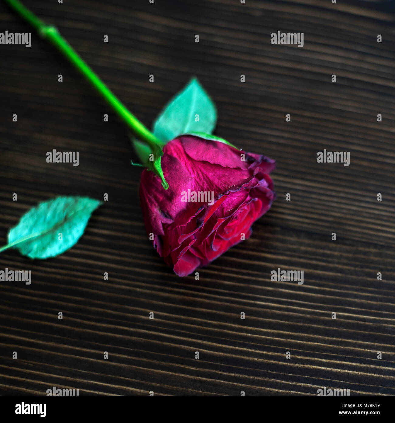 Red Rose From Above High Resolution Stock Photography and Images - Alamy
