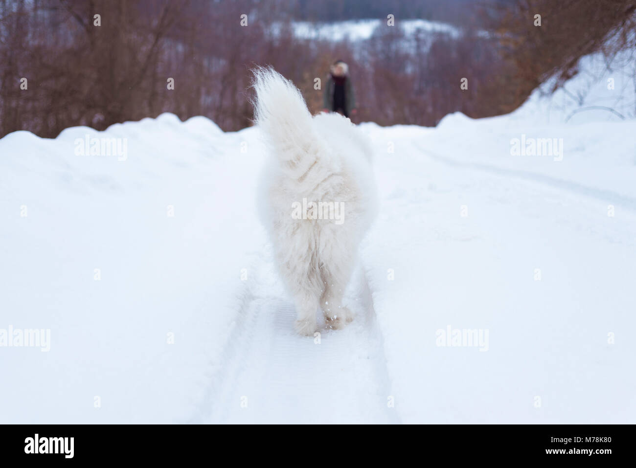 Female samoyed hi-res stock photography and images - Alamy