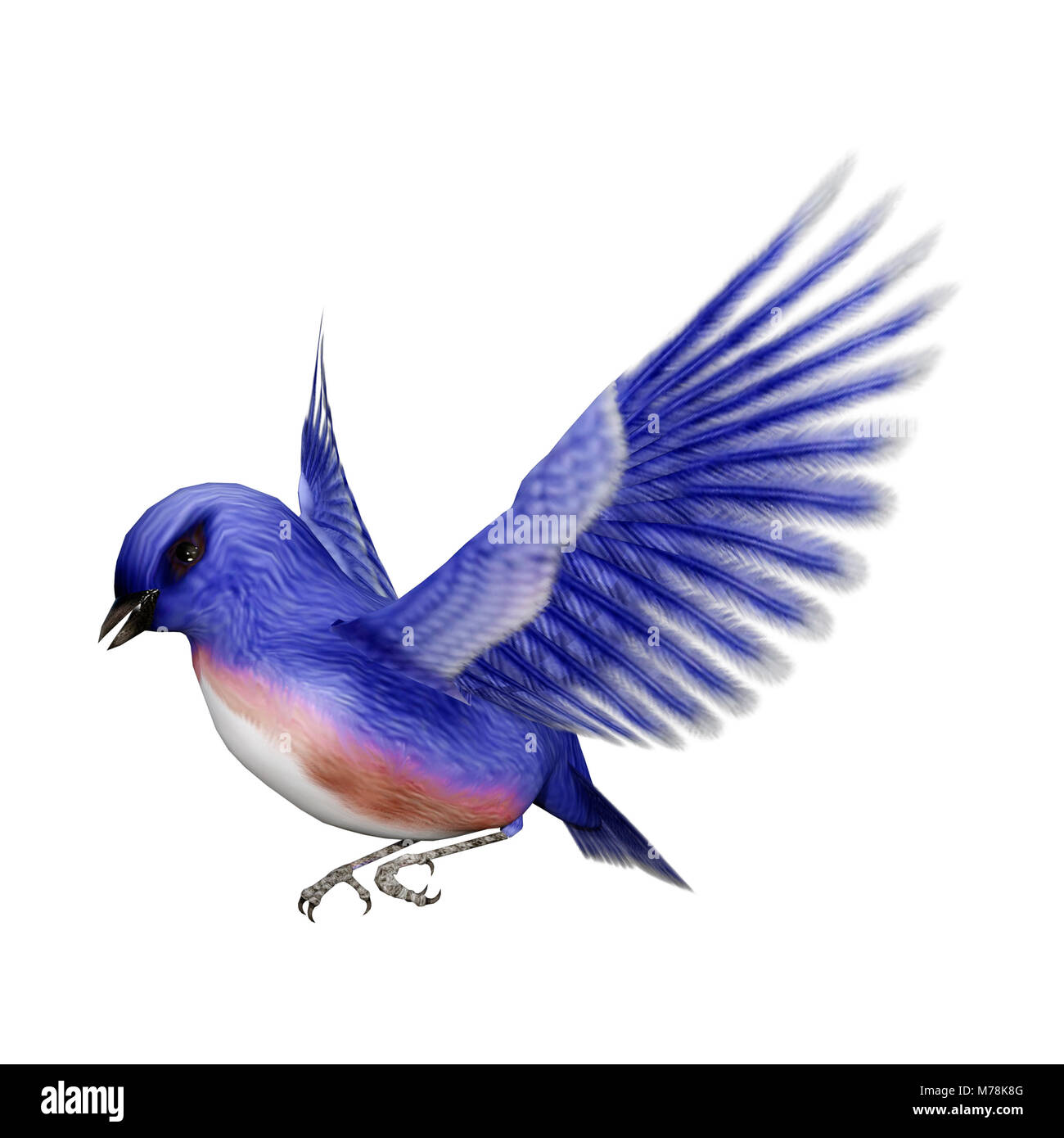 Bluebird White Background