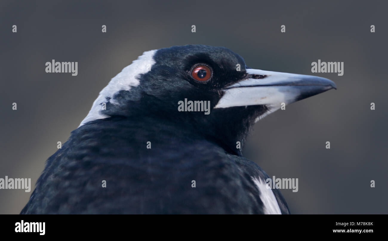 Australian magpies hi-res stock photography and images - Alamy