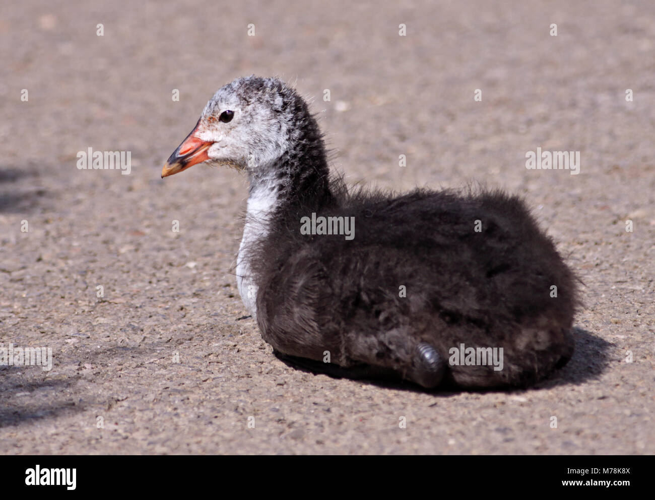 Juvenile coot uk hi-res stock photography and images - Alamy