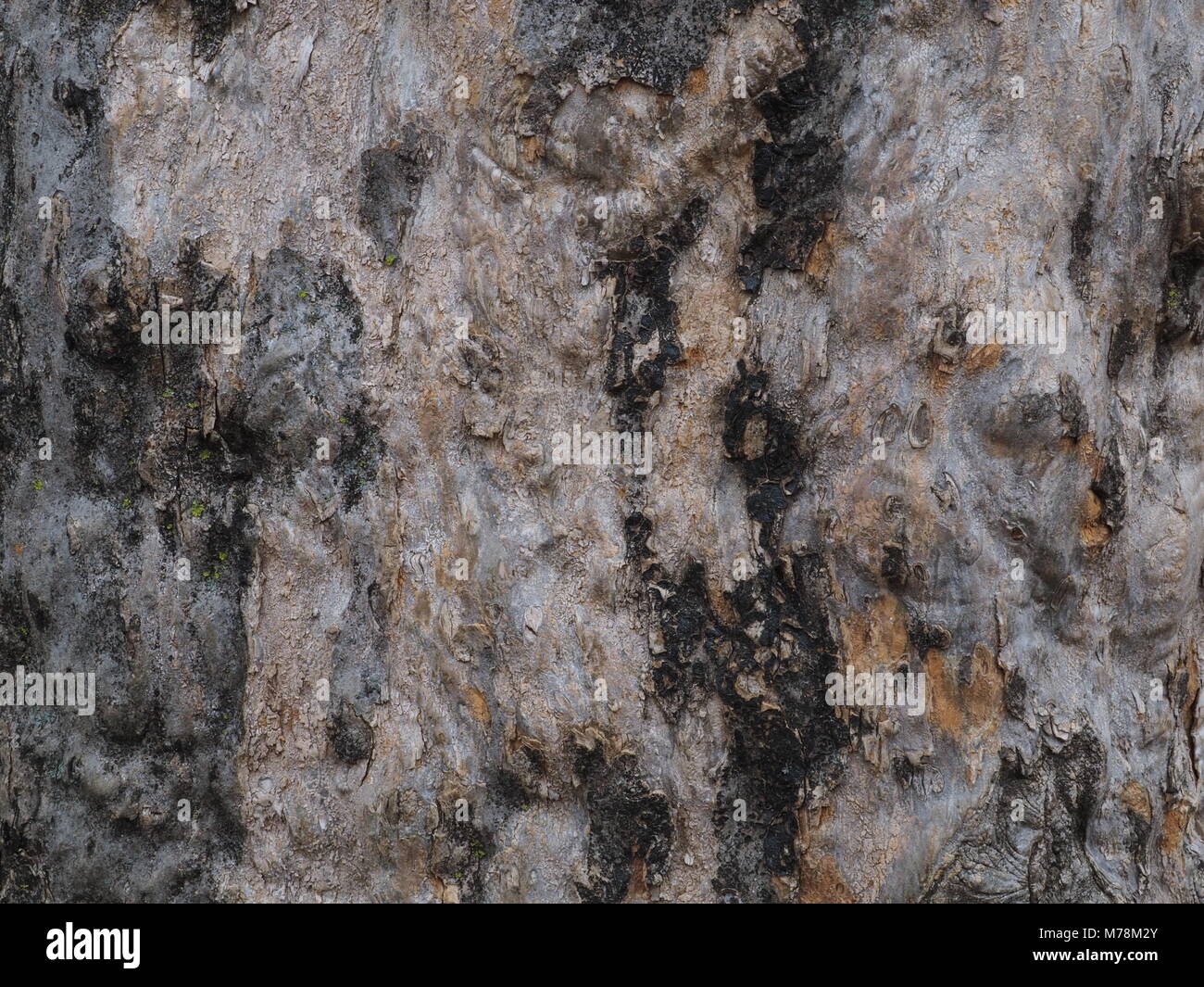 Natural abstract patterns on the bark of an old tree trunk Stock Photo ...