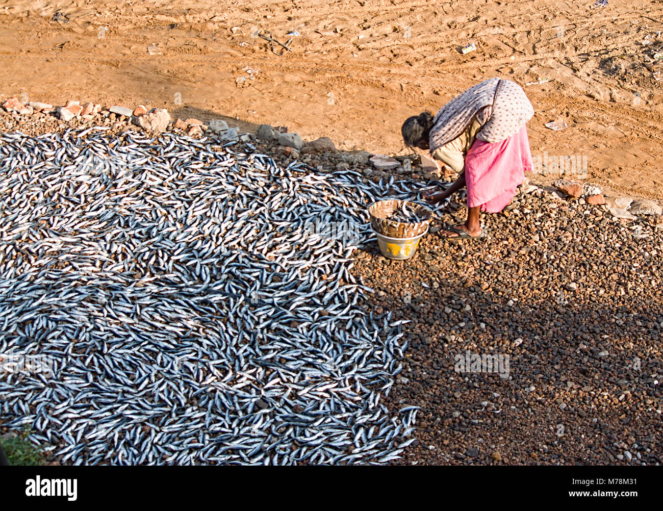 Fisherman Woman Drying Fish At Sunlight Stock Photo - Alamy