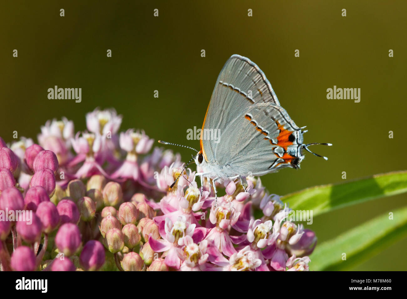 03191-00610 Gray Hairstreak butterfly (Strymon melinus) on Swamp ...