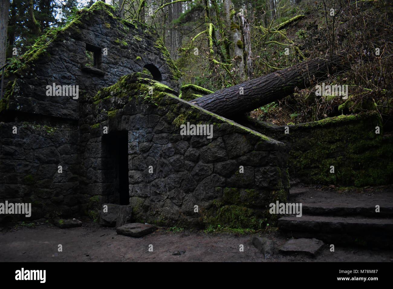Portland wildwood trail hi-res stock photography and images - Alamy