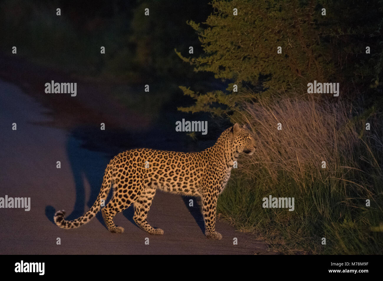 Focused leopard hi-res stock photography and images - Alamy