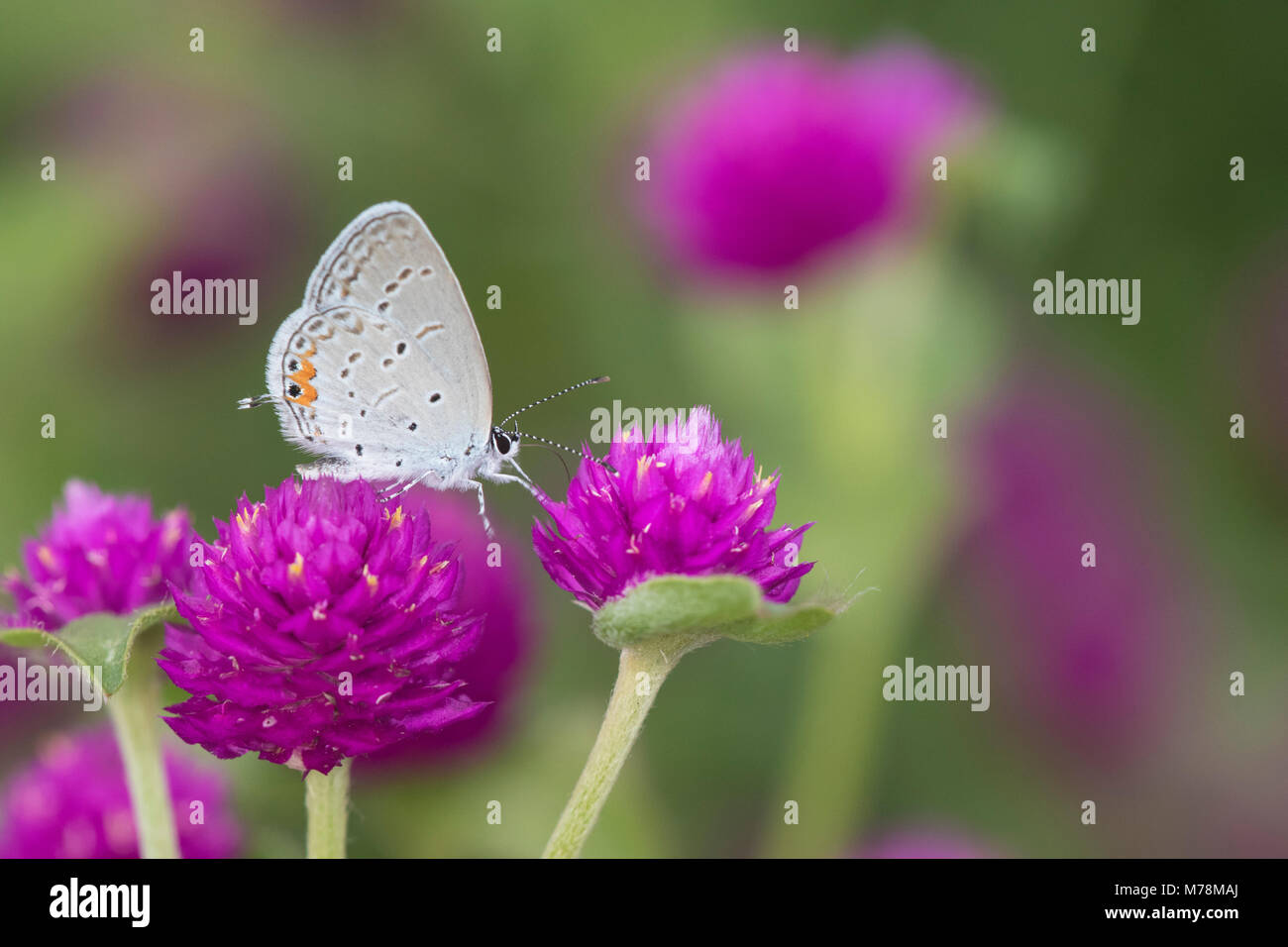 03226-01118 Eastern Tailed-Blue (Everes comyntas) on Globe Amaranth ...