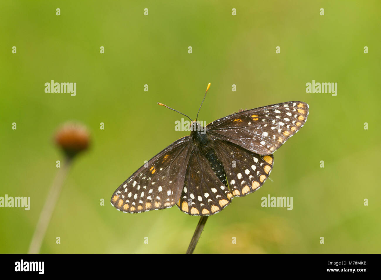 03391-00104 Baltimore Checkerspot (Euphydryas phaeton) in fen Reynolds ...