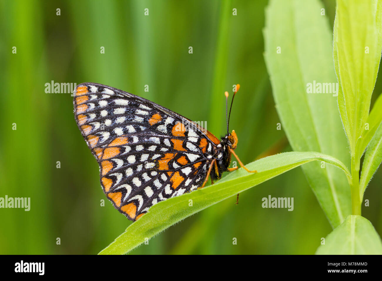 03391-00111 Baltimore Checkerspot Butterfly (Euphydryas phaeton ...
