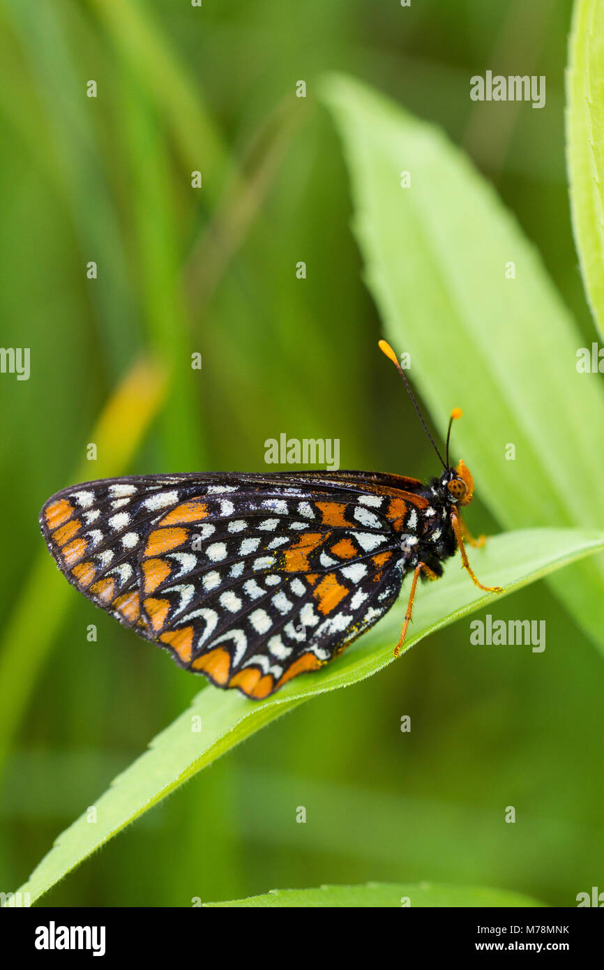 Baltimore checkerspot butterfly hi-res stock photography and images - Alamy