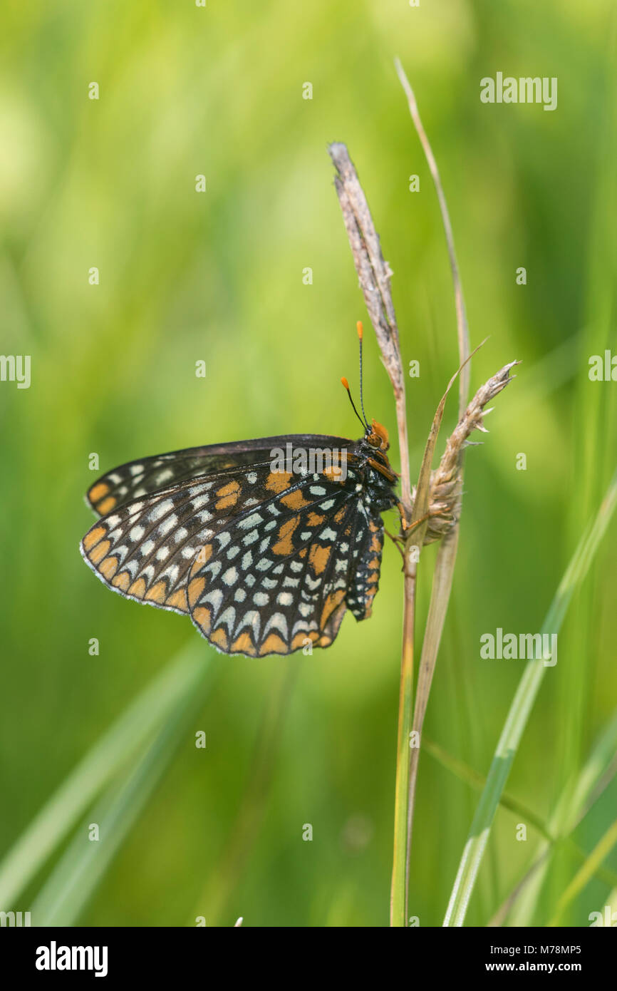 Baltimore checkerspot butterfly hi-res stock photography and images - Alamy