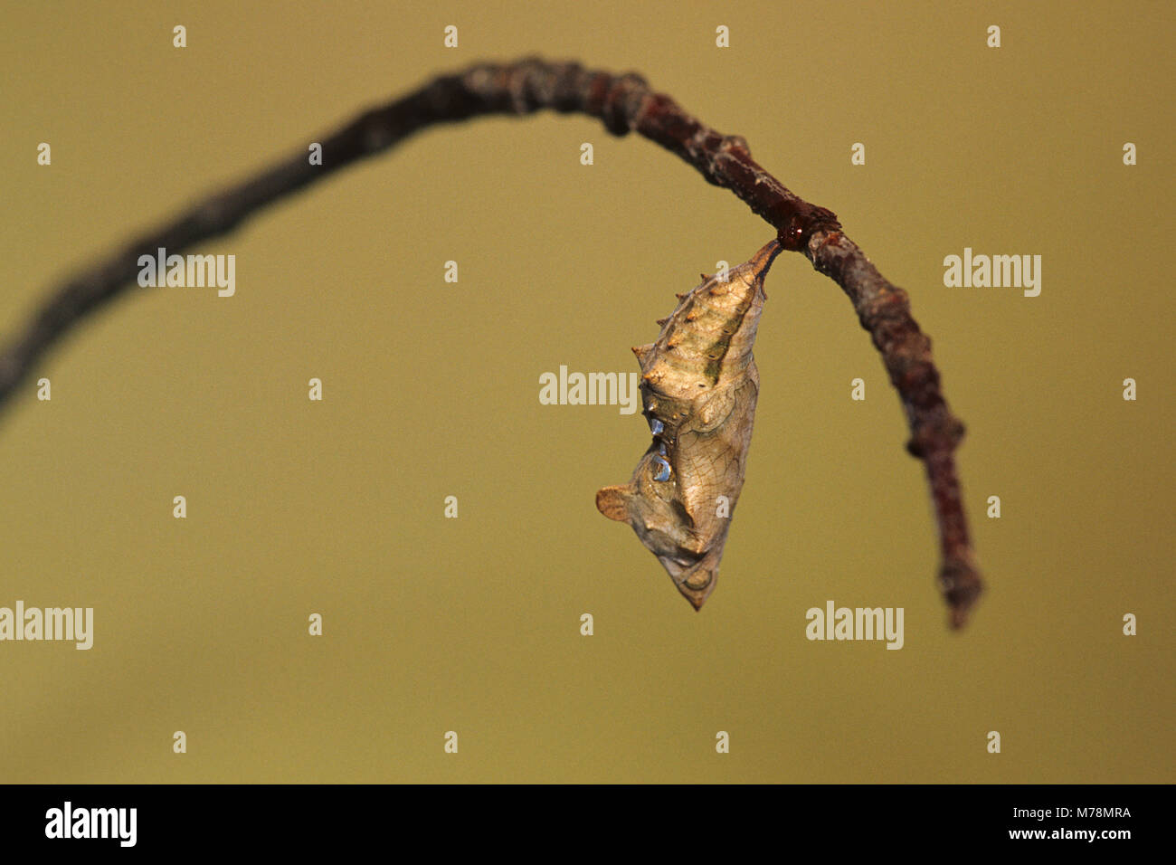 03392-00720 Question Mark (Polygonia interrogationis) chrysalis, Marion ...