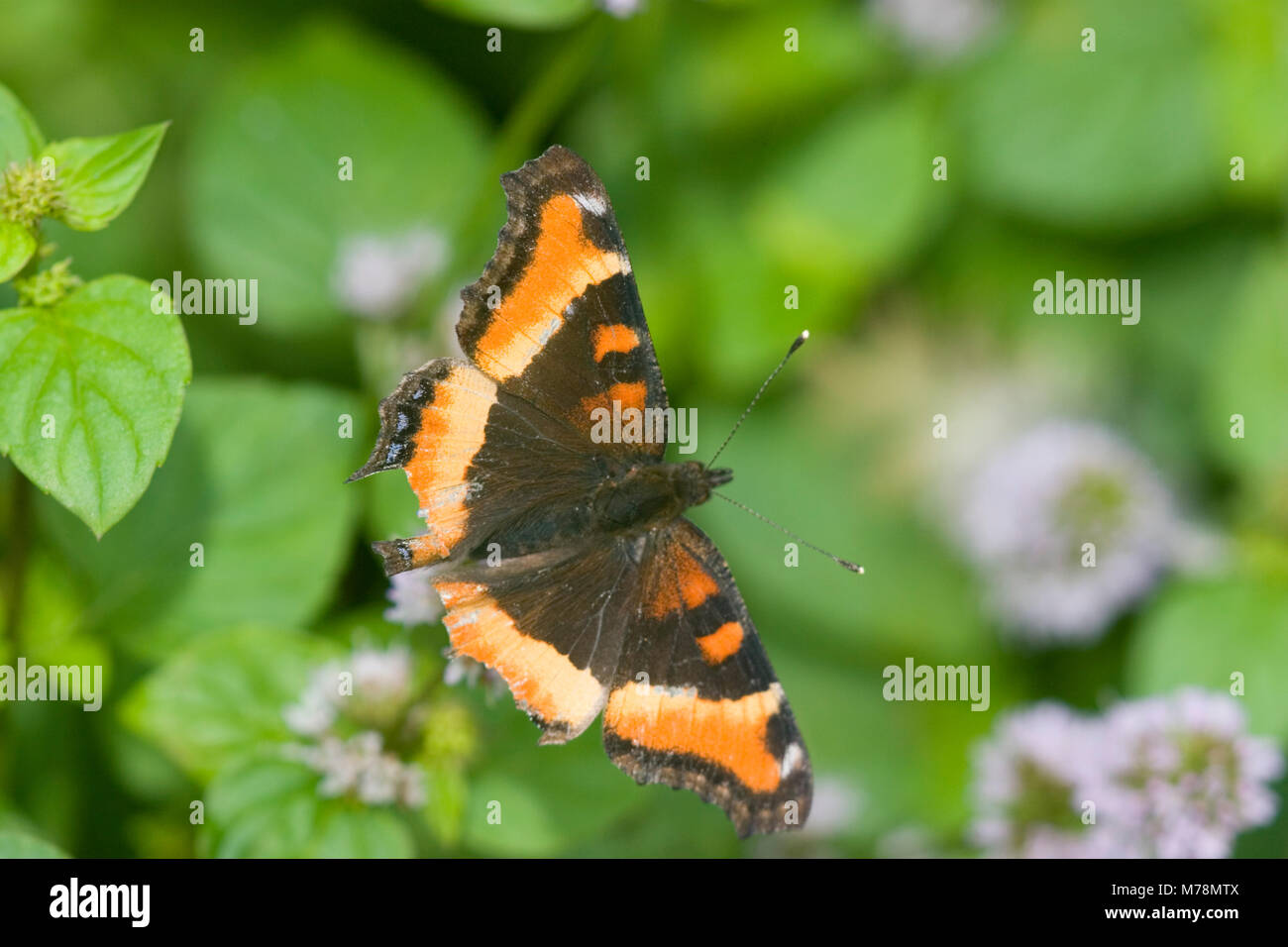 Milberts Tortoiseshell Butterfly