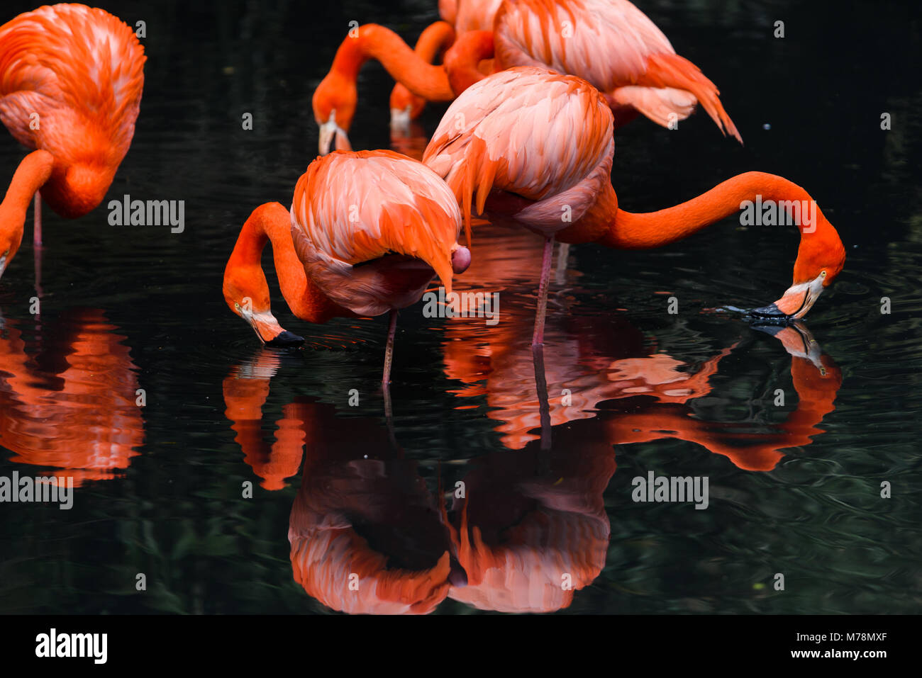 Phoenicopteridae family hi-res stock photography and images - Alamy