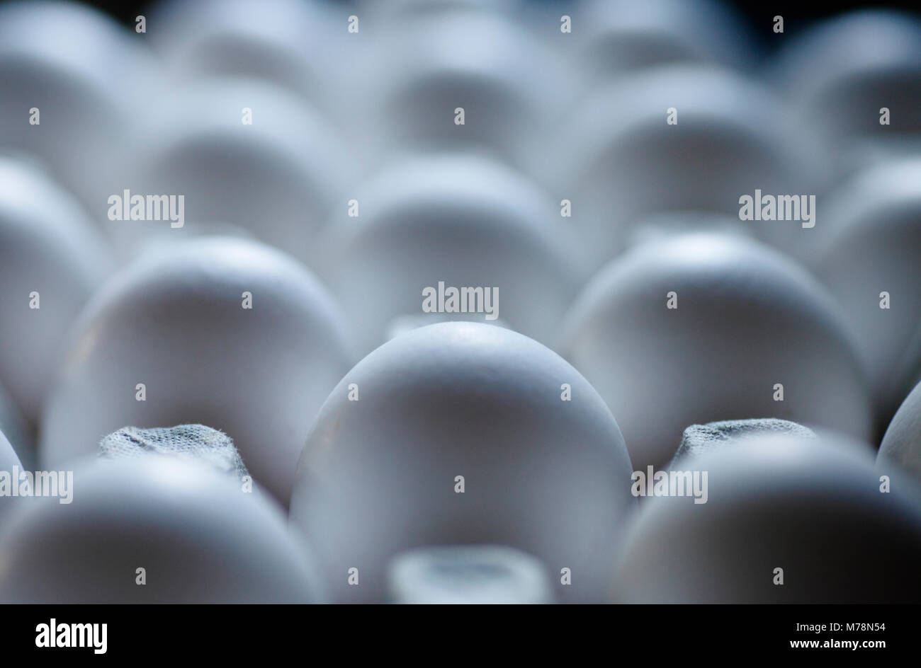 White chicken eggs on a cardboard tray Stock Photo - Alamy