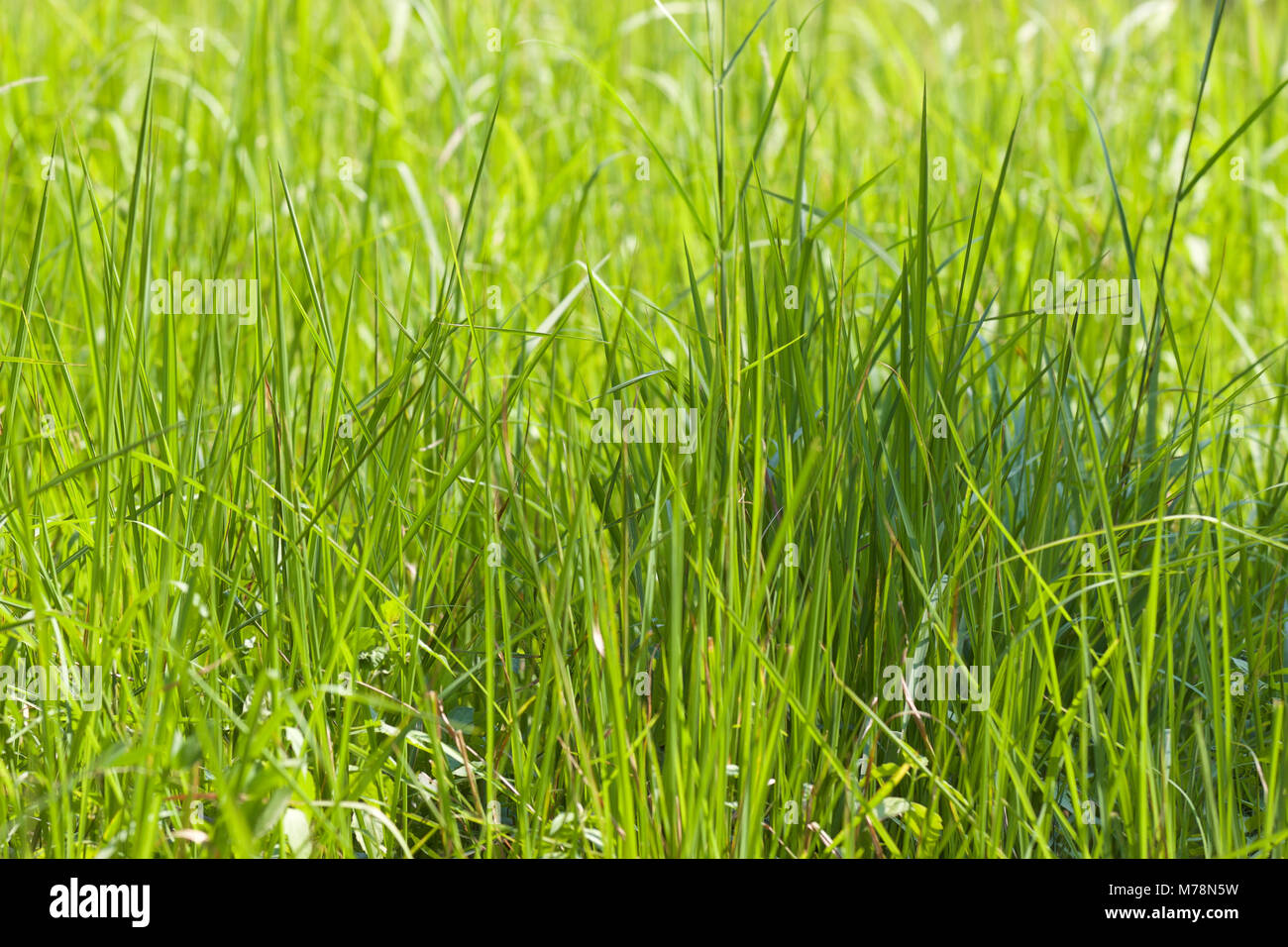 Tropical grass of the Railay Peninsula, Krabi, Thailand Stock Photo - Alamy