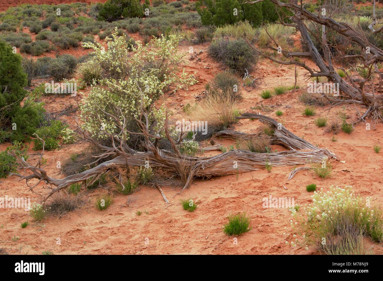Twisted dead Juniper shrubs at Arches National Park Stock Photo - Alamy