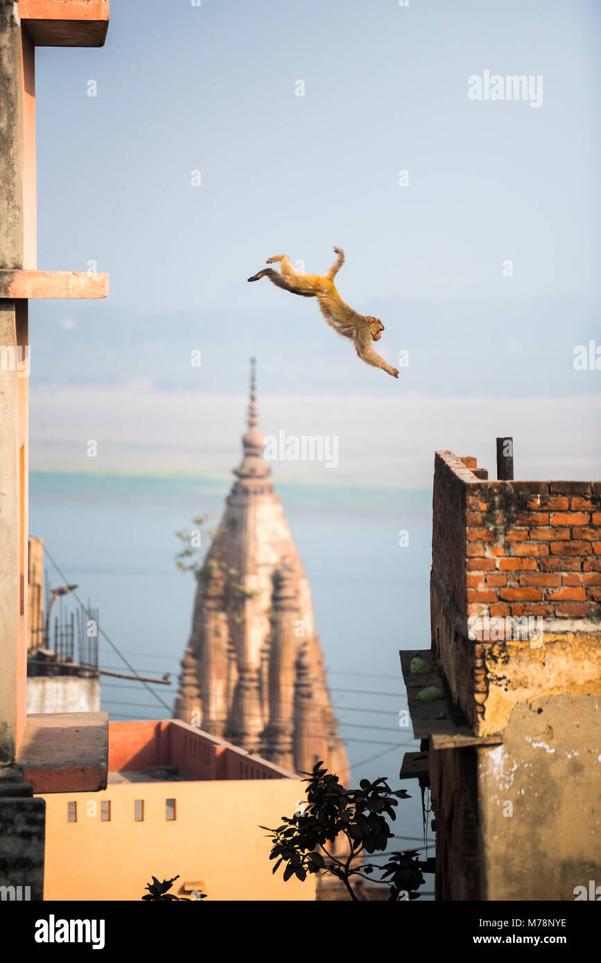 Monkey, Varanasi, Uttar Pradesh, India, Asia Stock Photo - Alamy