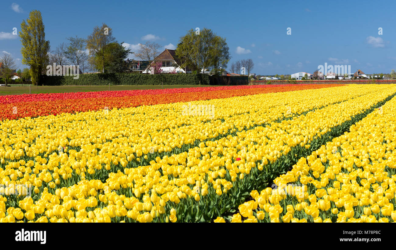 Colourful tulips in Holland, The Netherlands, Europe Stock Photo - Alamy