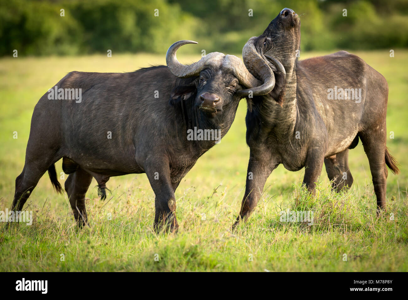 African cape buffalo fighting hi-res stock photography and images - Alamy