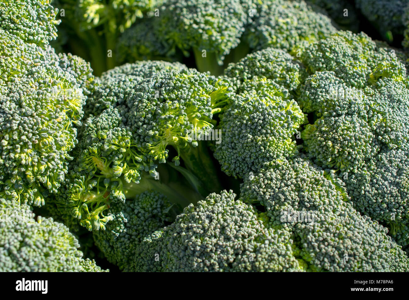 Crisp broccoli close-up shot, selective focus, for sale at a farmers ...