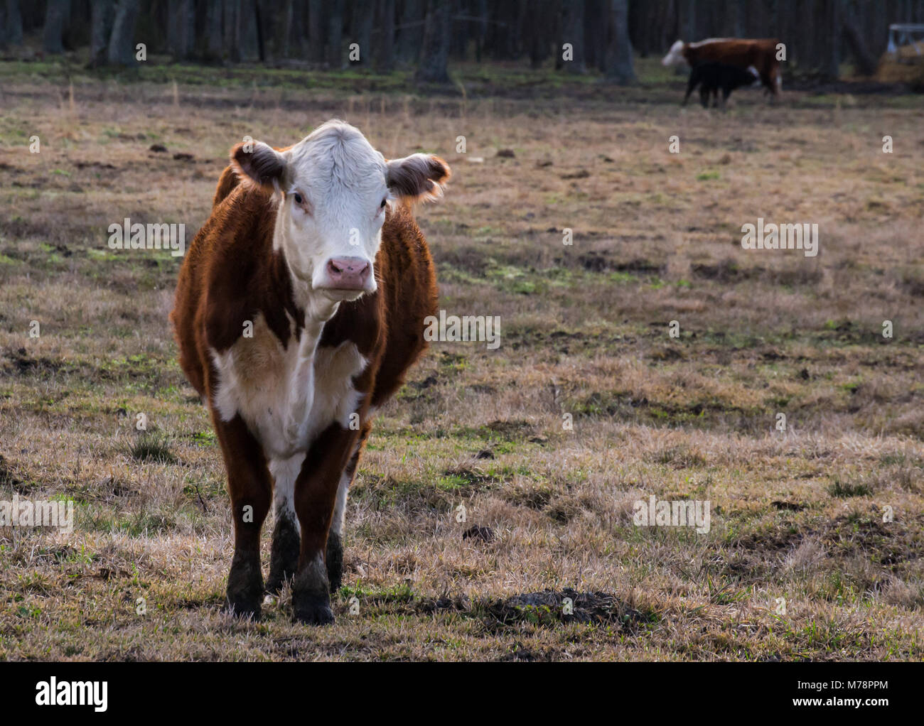 Cows up close and personal - farm life country living. Idyllic scene ...