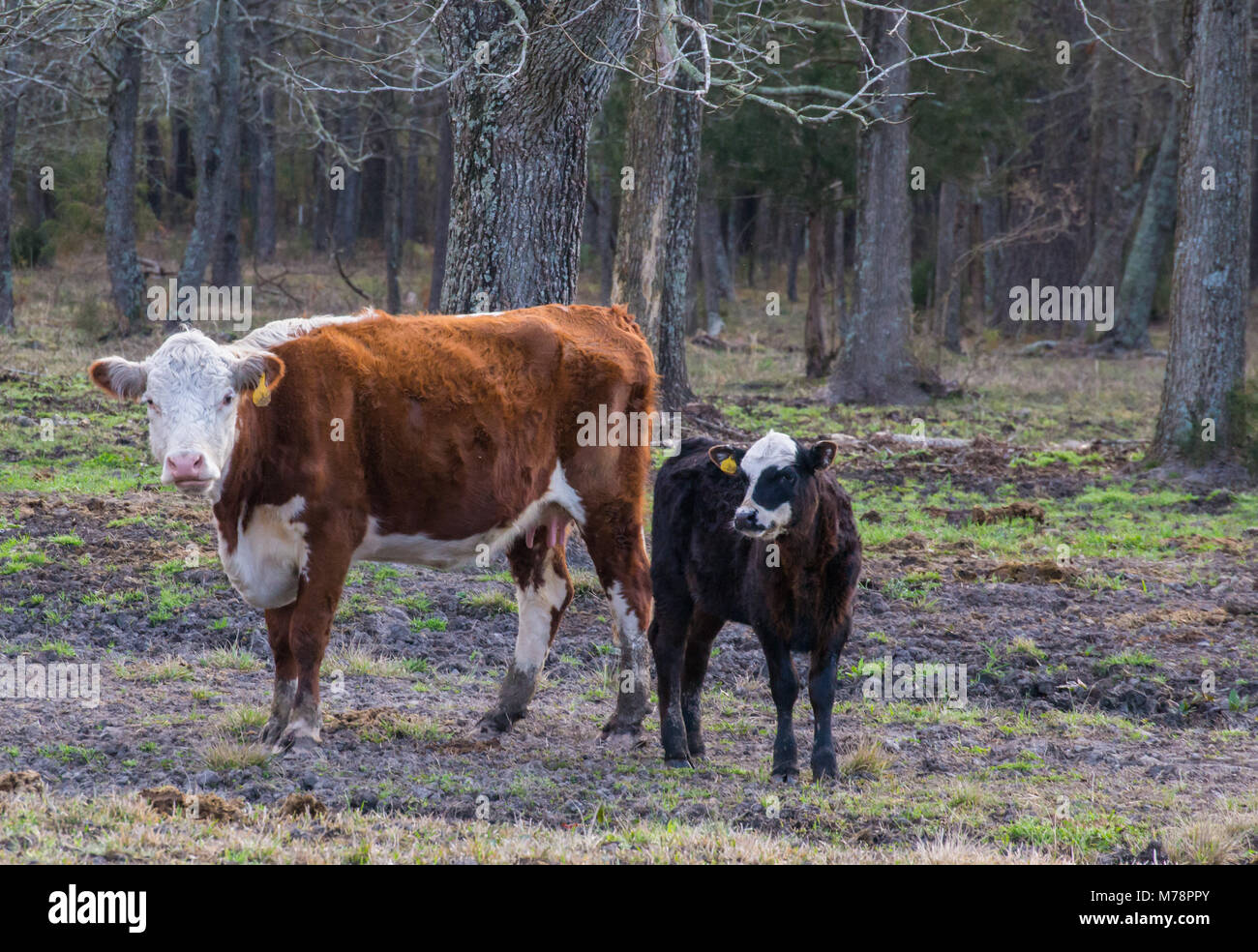 Cows up close and personal - farm life country living. Idyllic scene ...