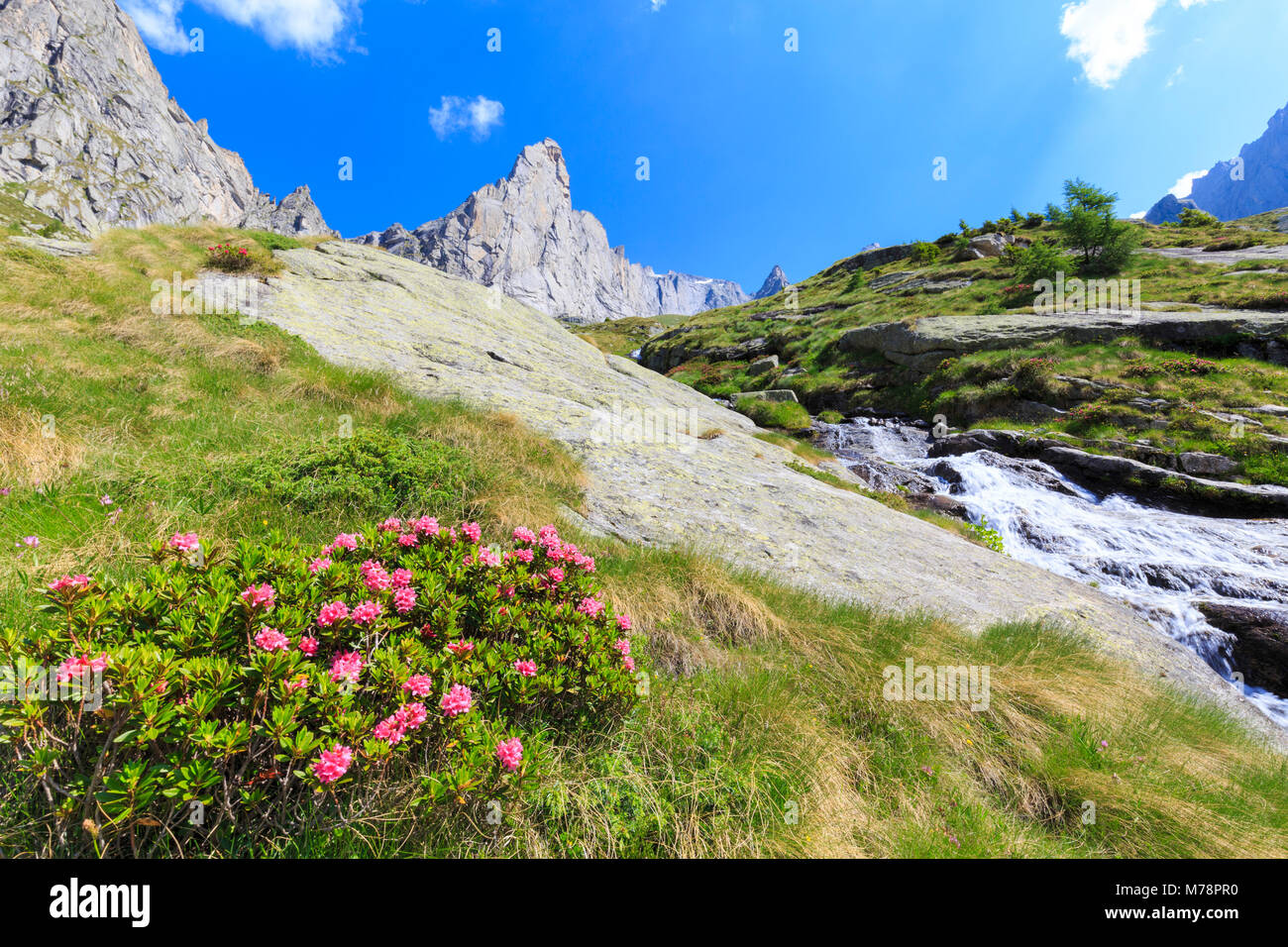 Blossoming rhododendrons in Torrone Valley, Valmasino, Valtellina ...