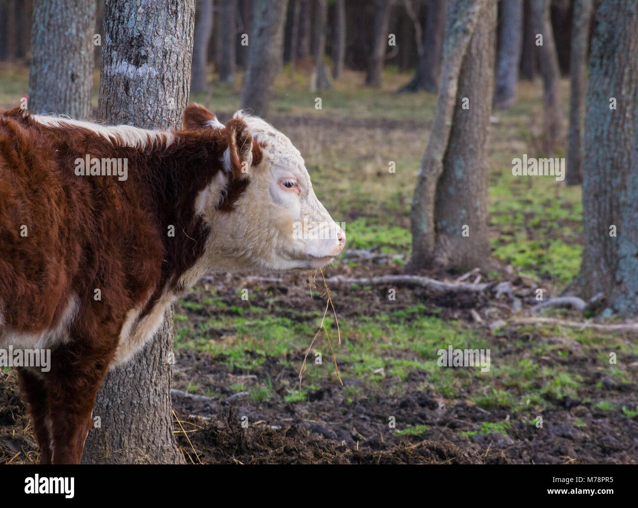 Cows up close and personal - farm life country living. Idyllic scene ...