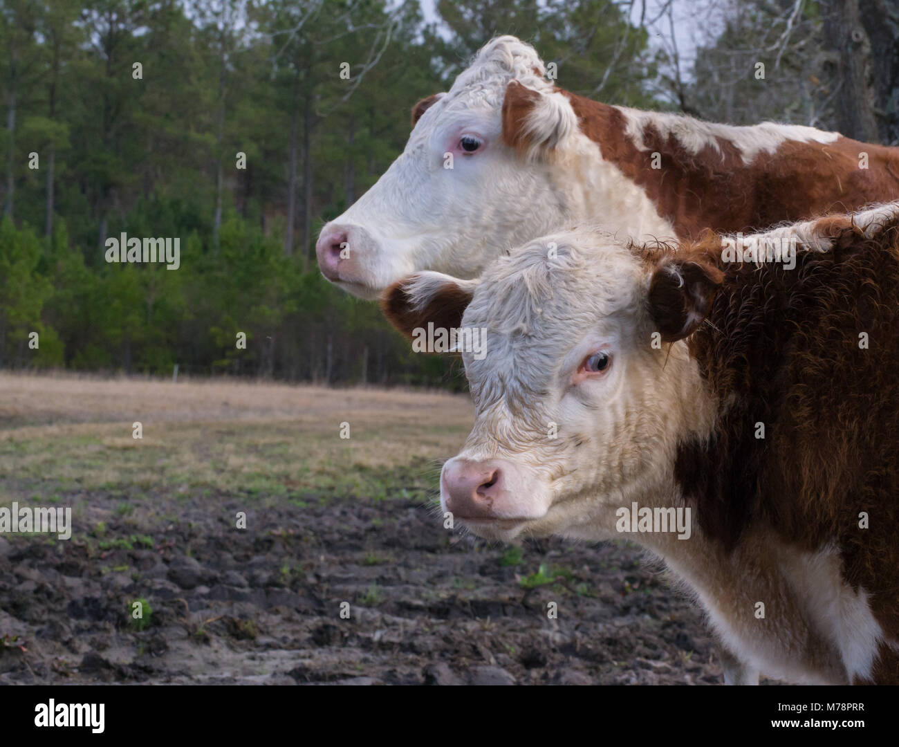 Cows up close and personal - farm life country living. Idyllic scene ...