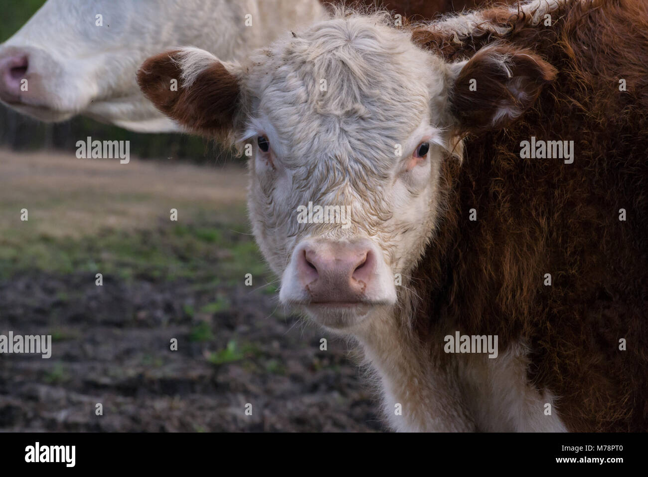 Cows up close and personal - farm life country living. Idyllic scene ...