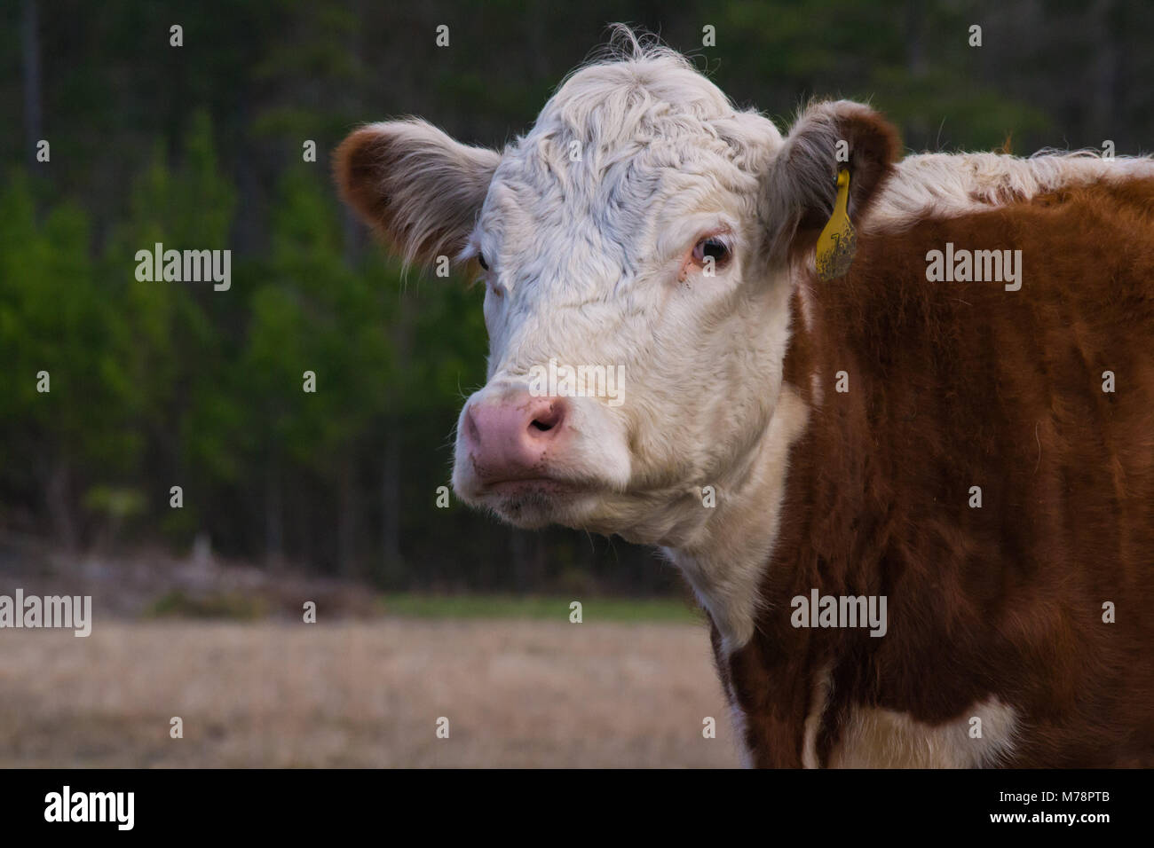 Cows up close and personal - farm life country living. Idyllic scene ...