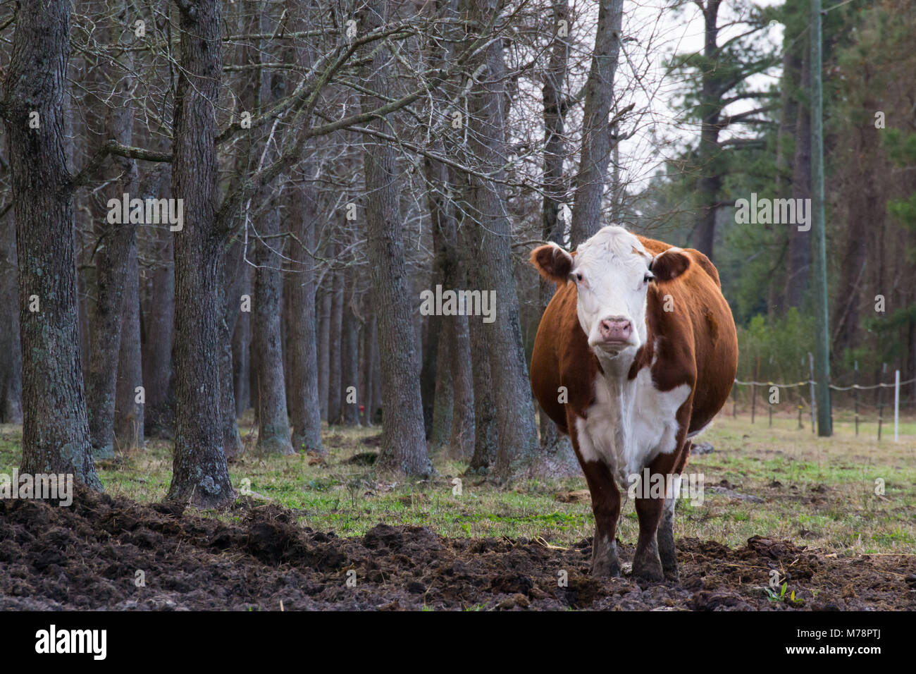 Cows up close and personal - farm life country living. Idyllic scene ...