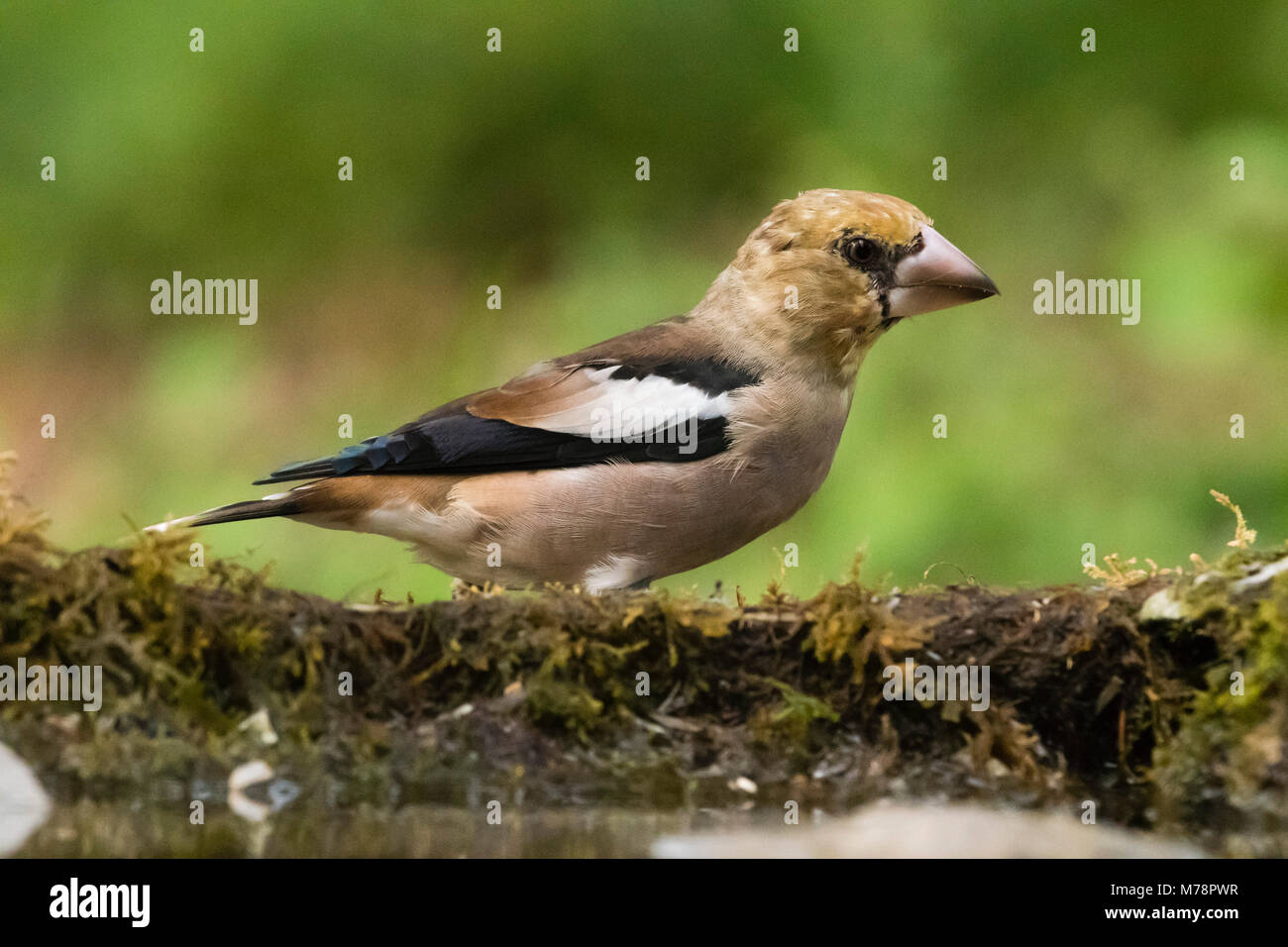 A hawfinch (Coccothraustes coccothraustes), Slovenia, Europe Stock ...