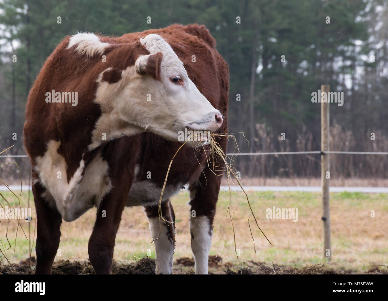 Cows up close and personal - farm life country living. Idyllic scene ...