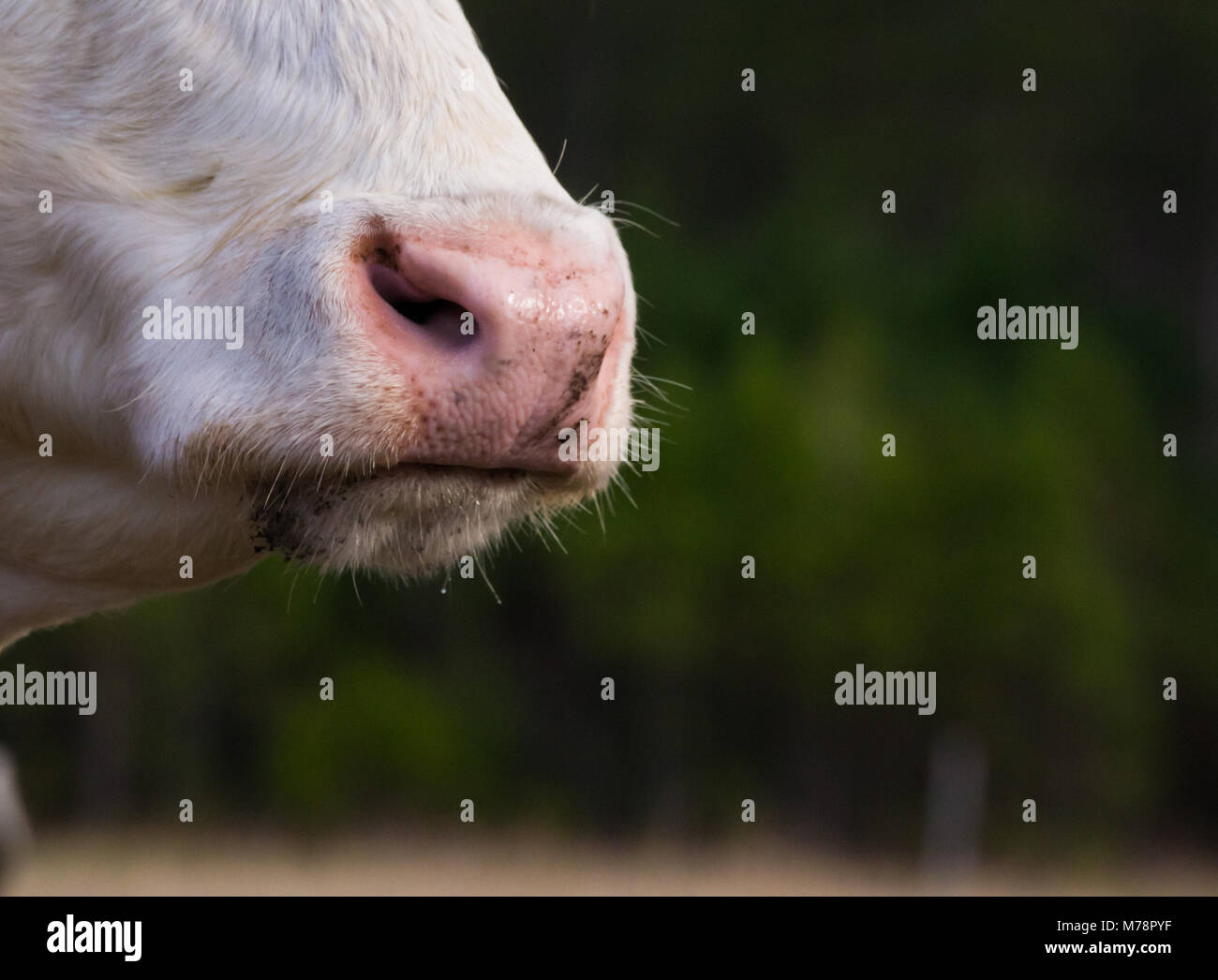 Cows up close and personal - farm life country living. Idyllic scene ...