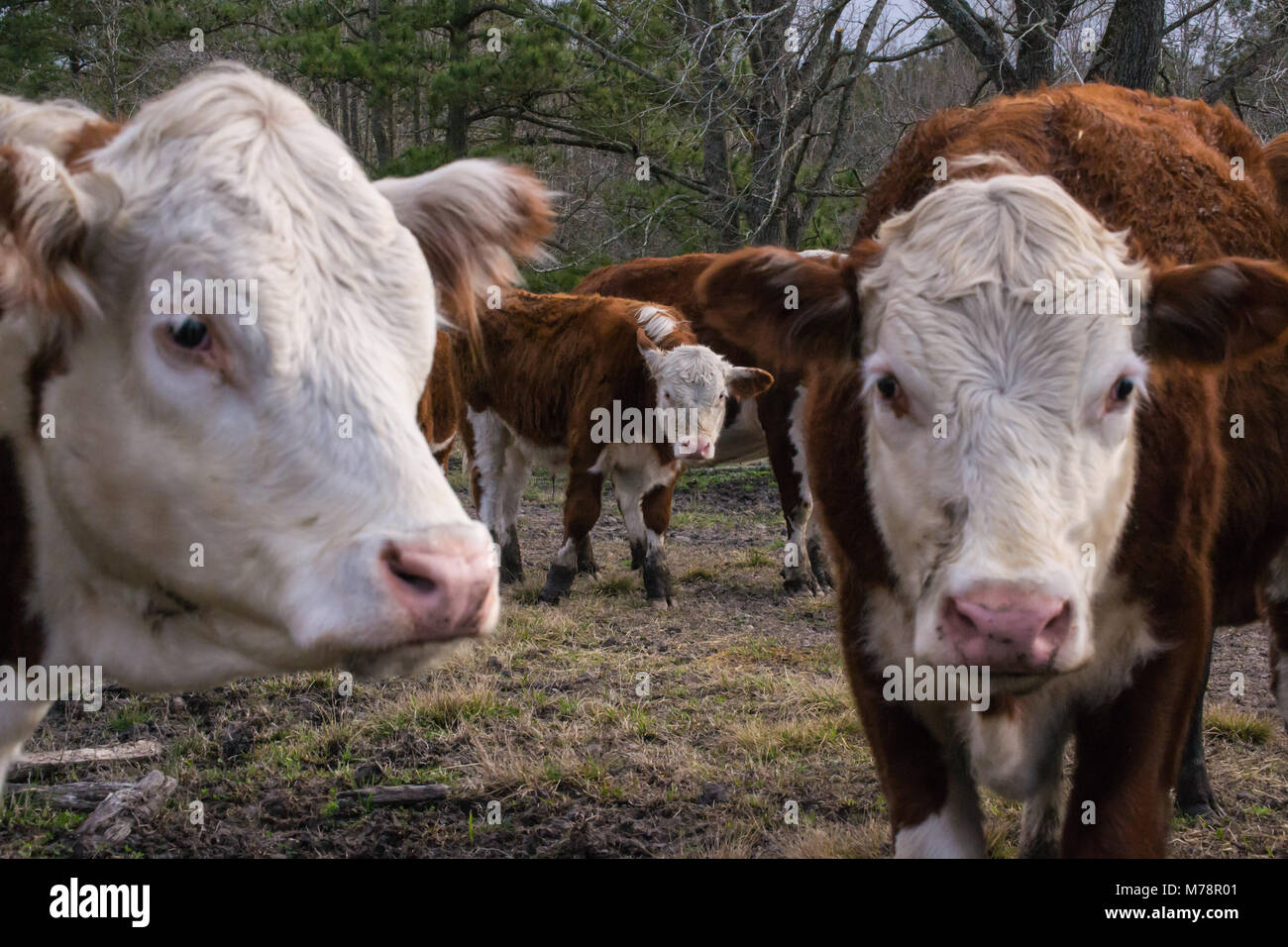 Cows up close and personal - farm life country living. Idyllic scene ...