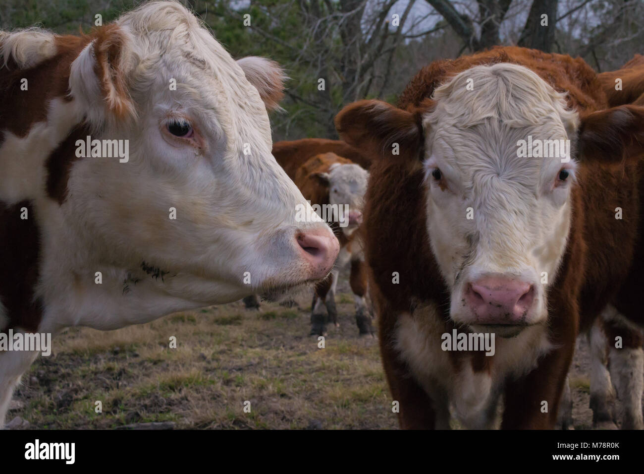 Cows up close and personal - farm life country living. Idyllic scene ...