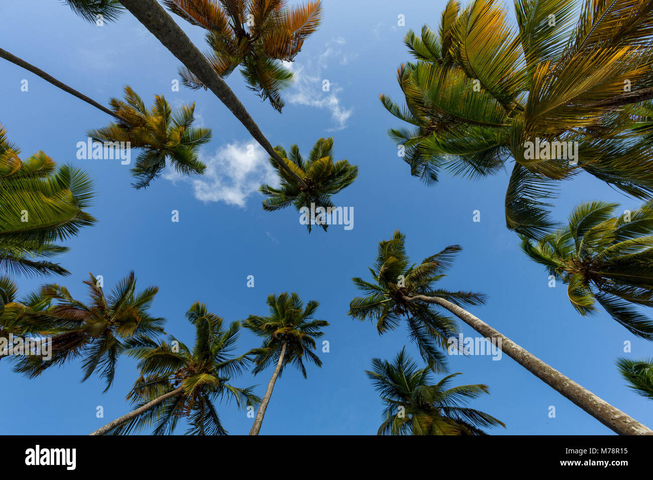 Looking up at tall palms on the small beach at Marigot Bay, St. Lucia ...