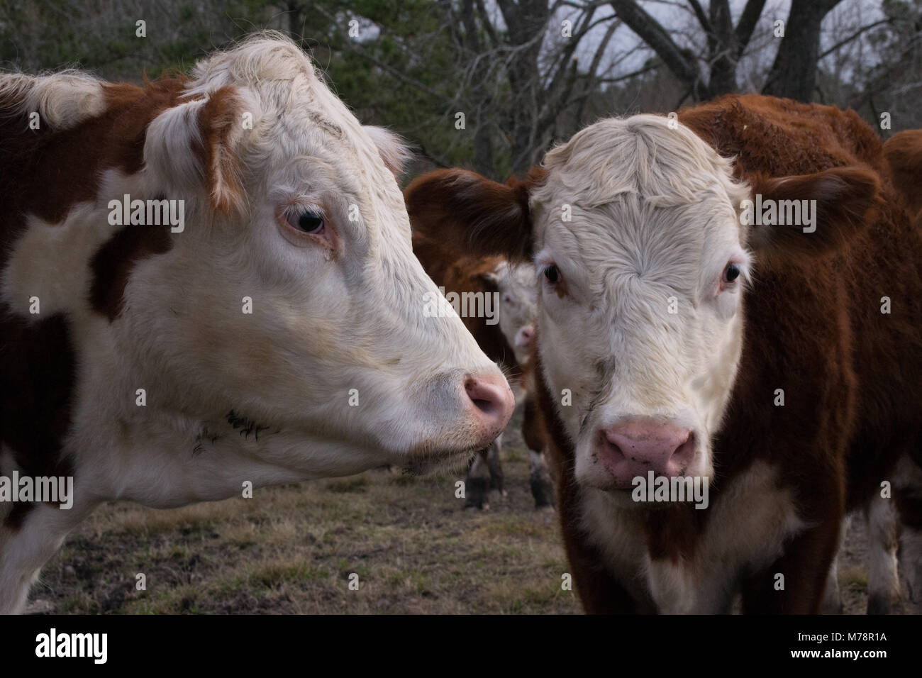 Cows up close and personal - farm life country living. Idyllic scene ...