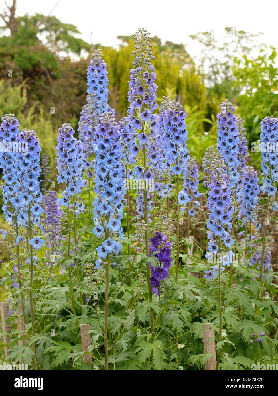 A perennial blue delphinium (Ranunculaceae) larkspur herbaceous border ...