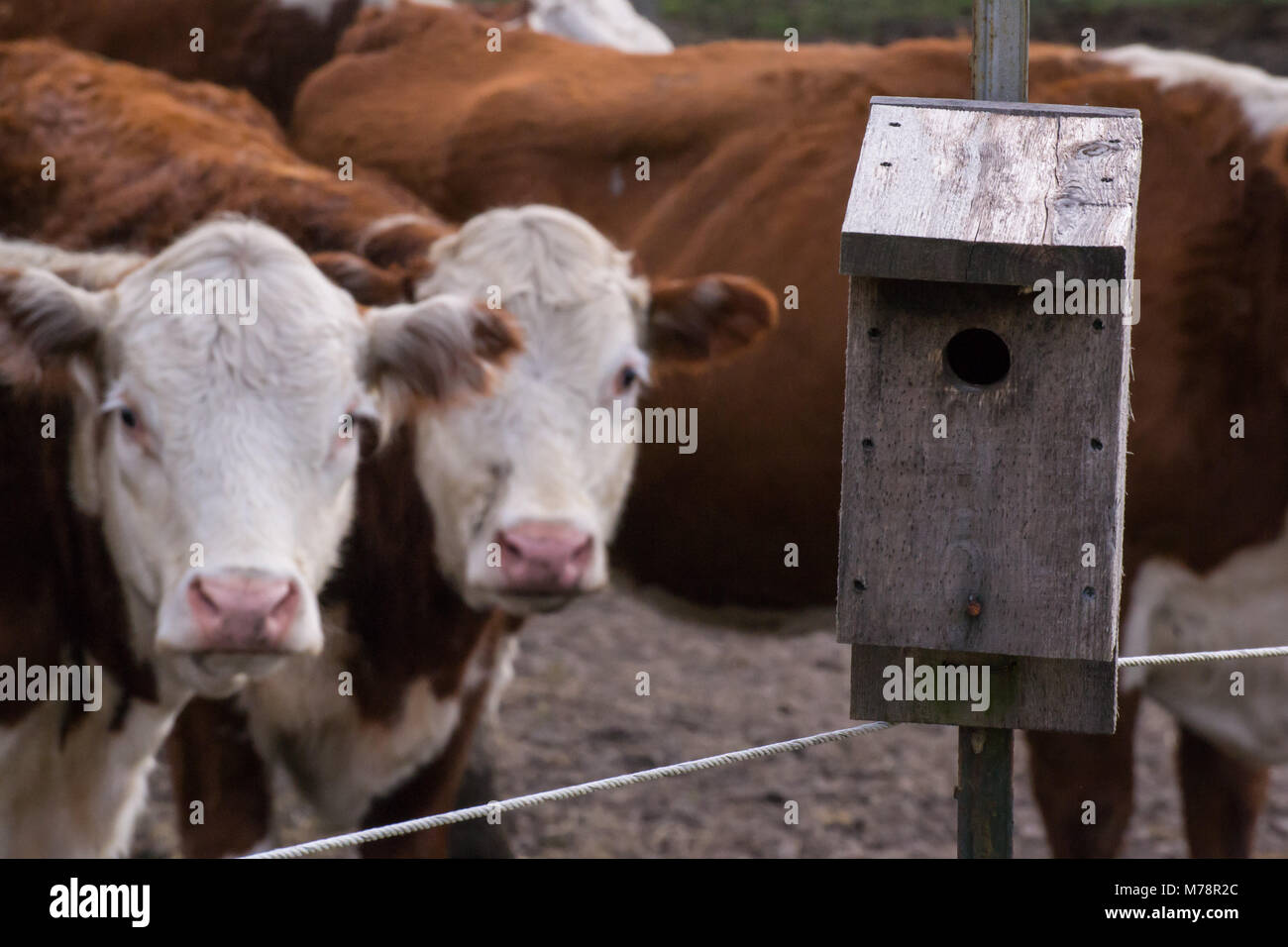 Cows up close and personal - farm life country living. Idyllic scene ...