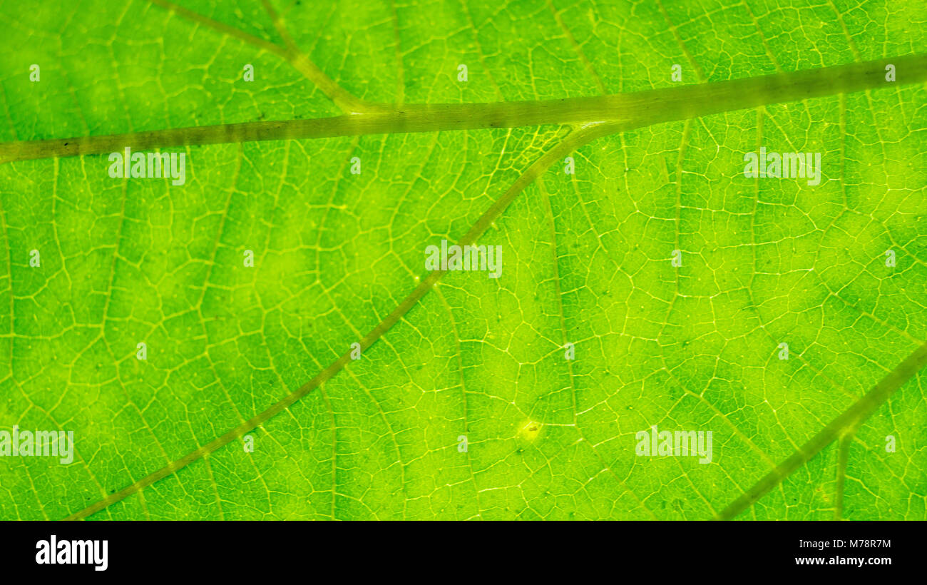 Delicate bone structure hi-res stock photography and images - Alamy