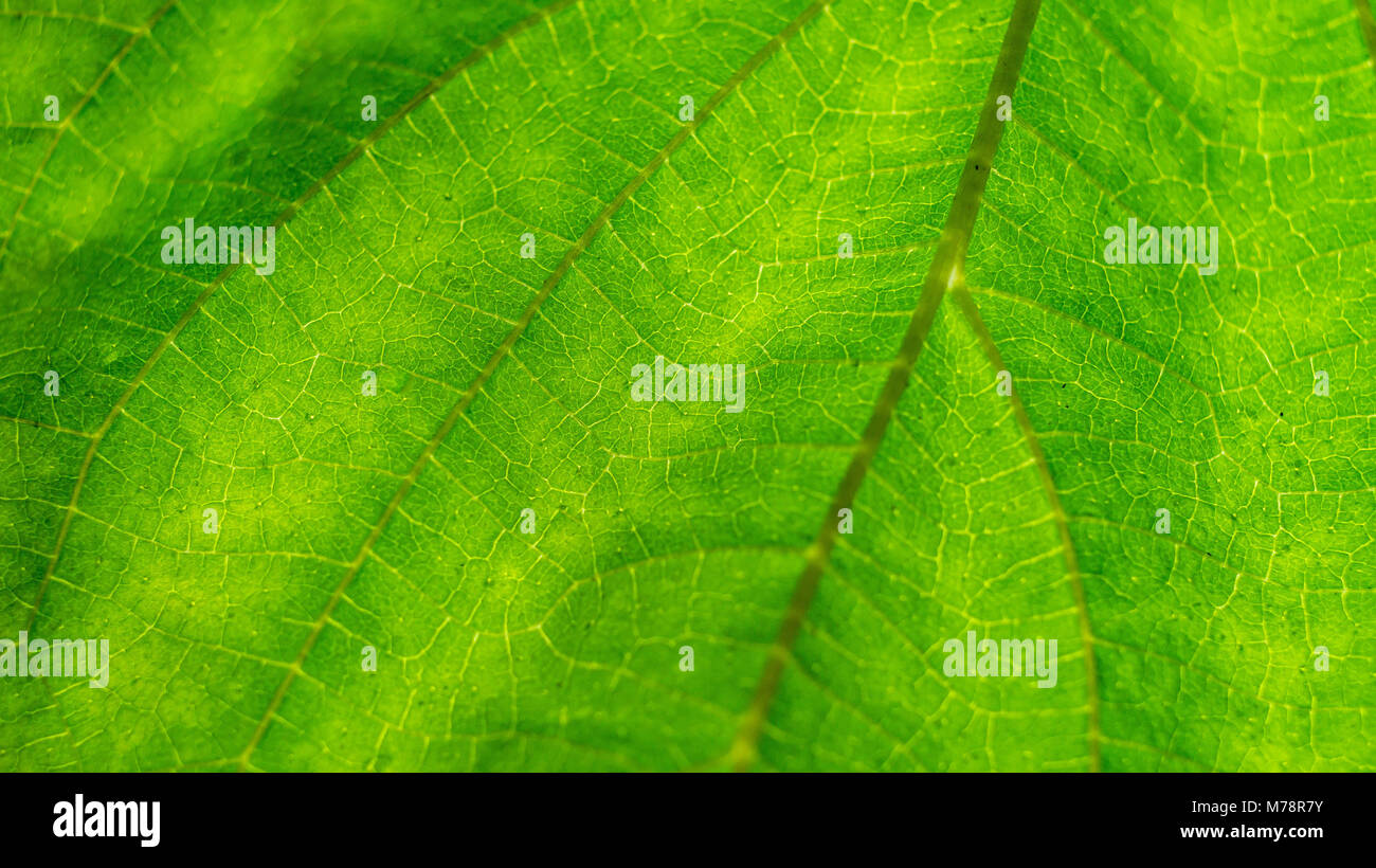 Delicate bone structure hi-res stock photography and images - Alamy