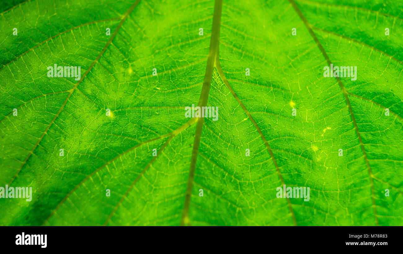 Delicate bone structure hi-res stock photography and images - Alamy
