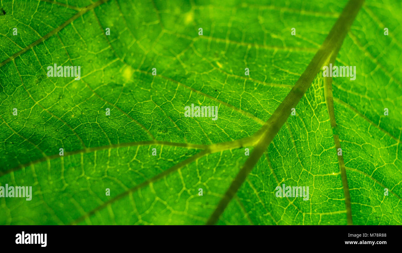 Delicate bone structure hi-res stock photography and images - Alamy