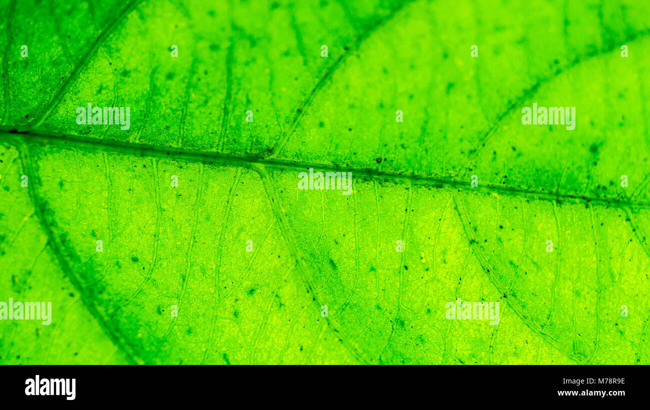 Delicate bone structure hi-res stock photography and images - Alamy